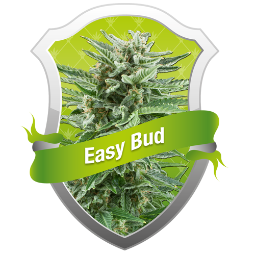 Bienvenido - Dominium Seed